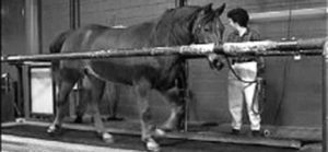 About Equinosis Veterinary Technology | Equinosis