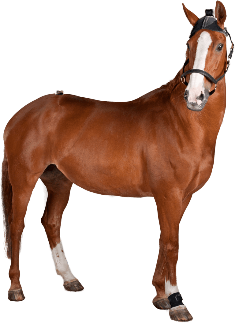 Equinosis Q | Lameness Locator® | Equine Inertial Sensor System